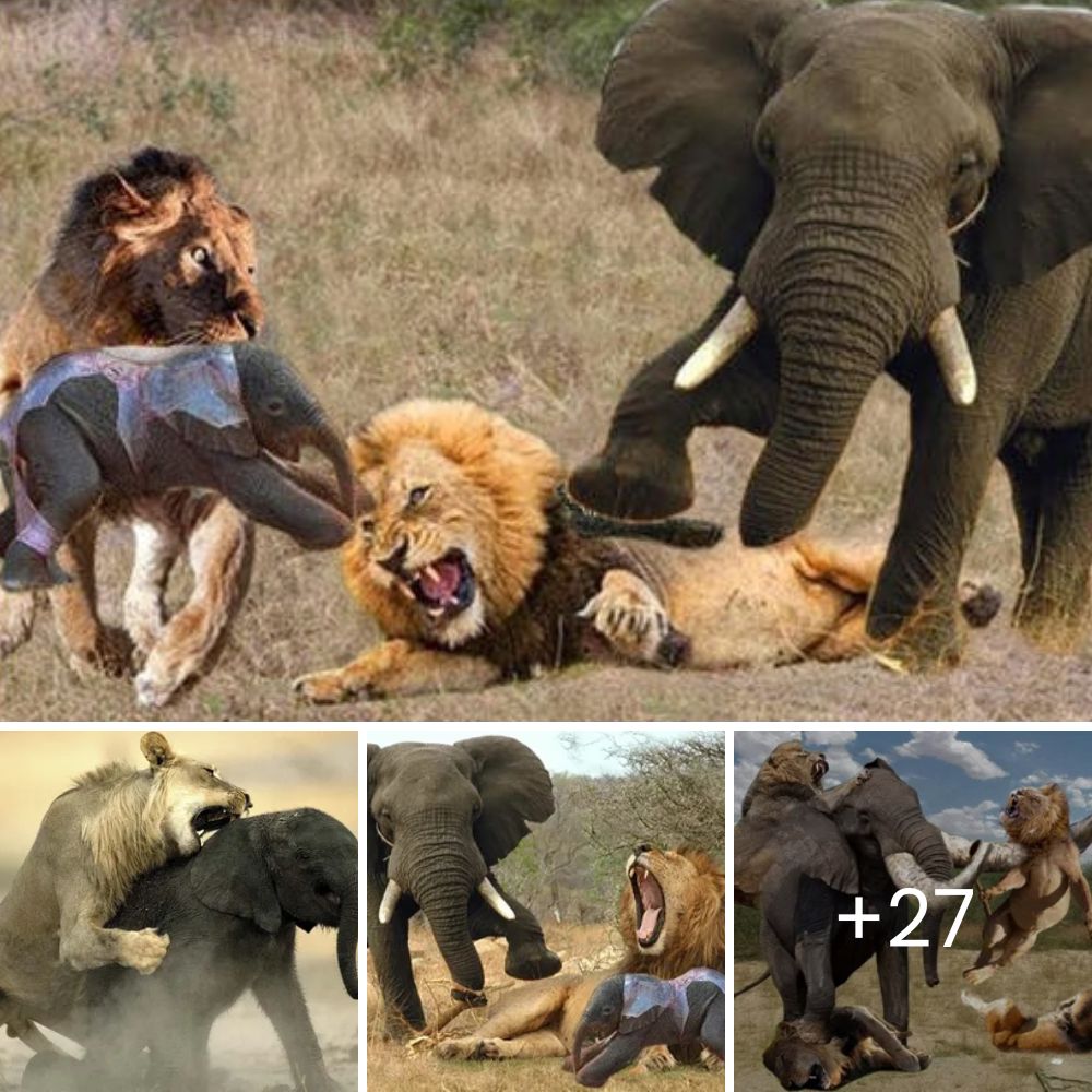 The lion bit the baby elephant’s head, wanting to eat its meat and the ...