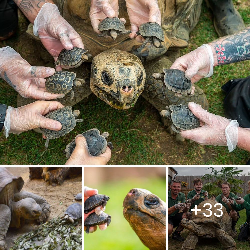 “Mother’s Angels!” The belated happiness of a 70-year-old mother turtle ...