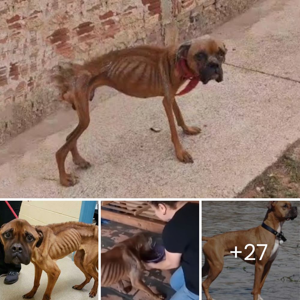 “Like a dry corpse becoming a famous character”, the tragic scene of a ...