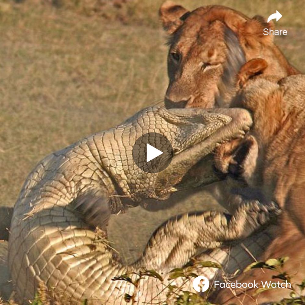 “Don’t bite my neck, please forgive me!”, the baby crocodile begged ...
