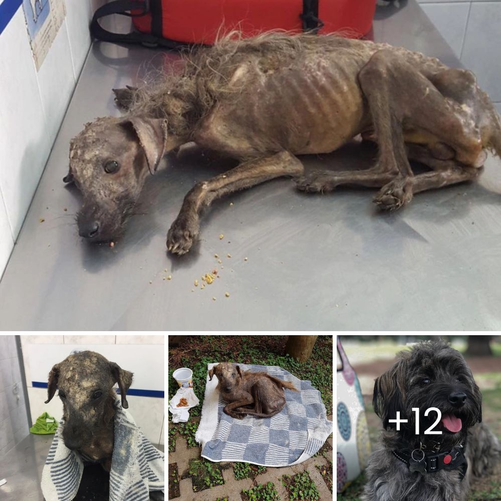 El perro flaco y errante que parece un esqueleto seco que alguna vez ...