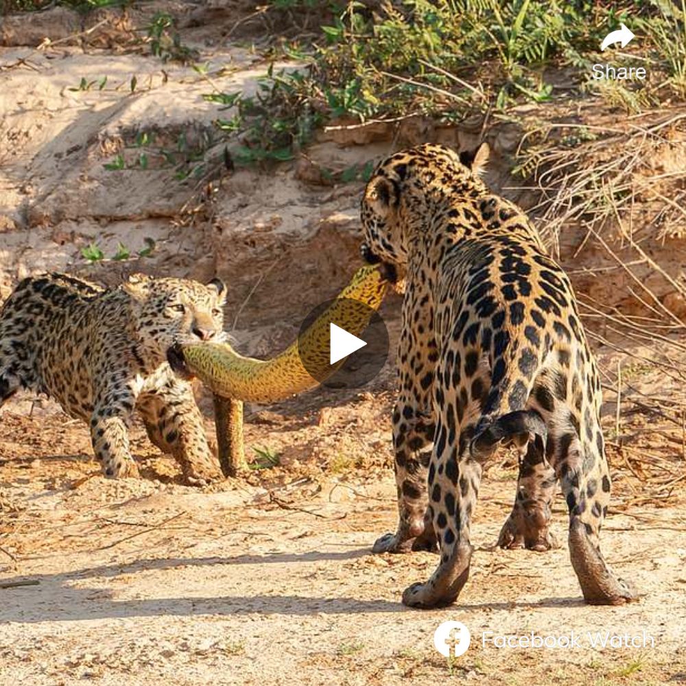 The cruel fate of the 16 meter long python had its body stretched out ...