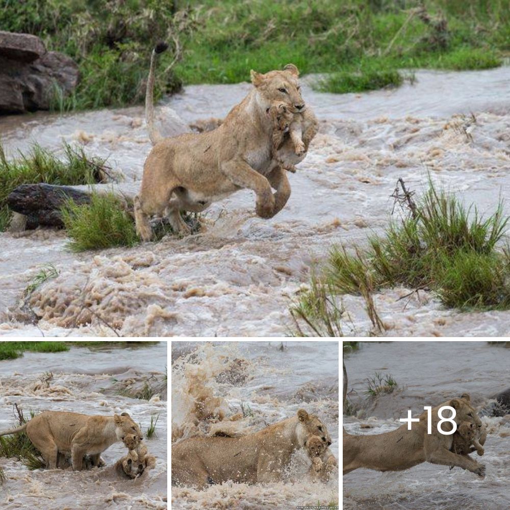 Great mother! When the whole group of lions abandoned the mother and ...