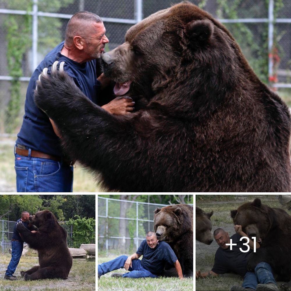 “Oh dad,” the bear burst into tears when the man saved him after a ...