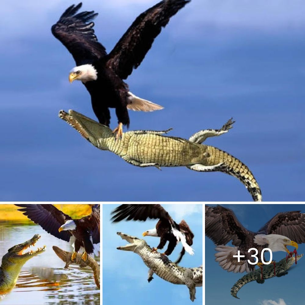 Never happened! the amazing scene of an eagle catching a baby crocodile ...