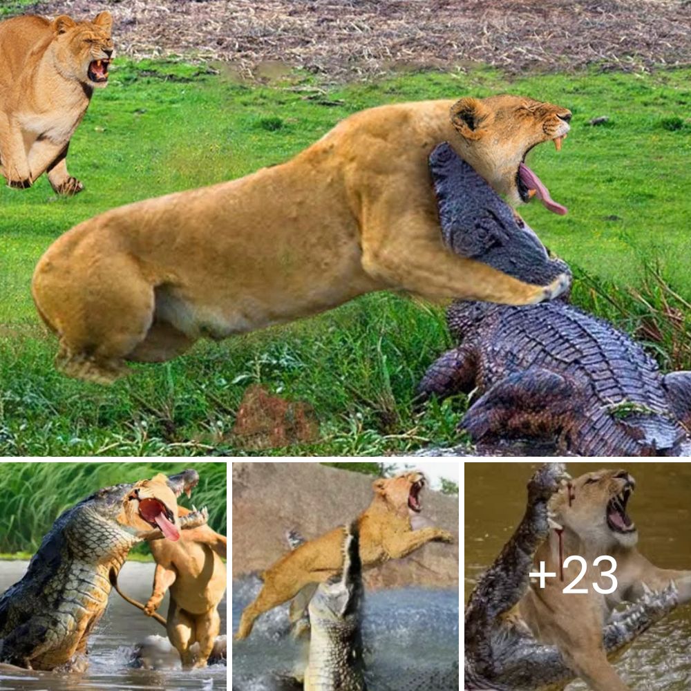 Aghast! The crocodile killed the female lion before the male lion ...