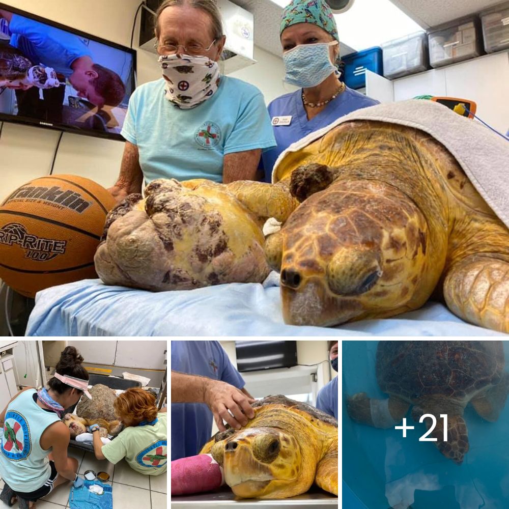 “Oh my god, I’ve never seen a turtle’s feet this big!”, the woman was ...