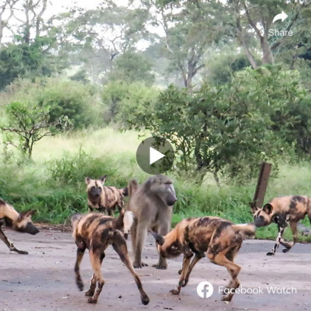 Escaping from the pack and immediately surrounded by more than 20 ...