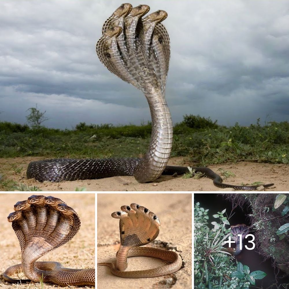 Teггіfуіпɡ discovery: five-headed cobra found – the truth behind the appearance of the five ...