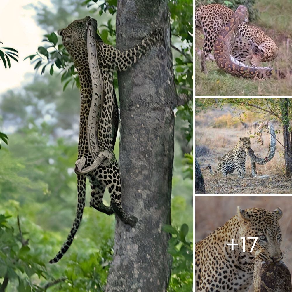 When a python is аmЬᴜѕһed by a leopard, it scrambles up a tree for ...