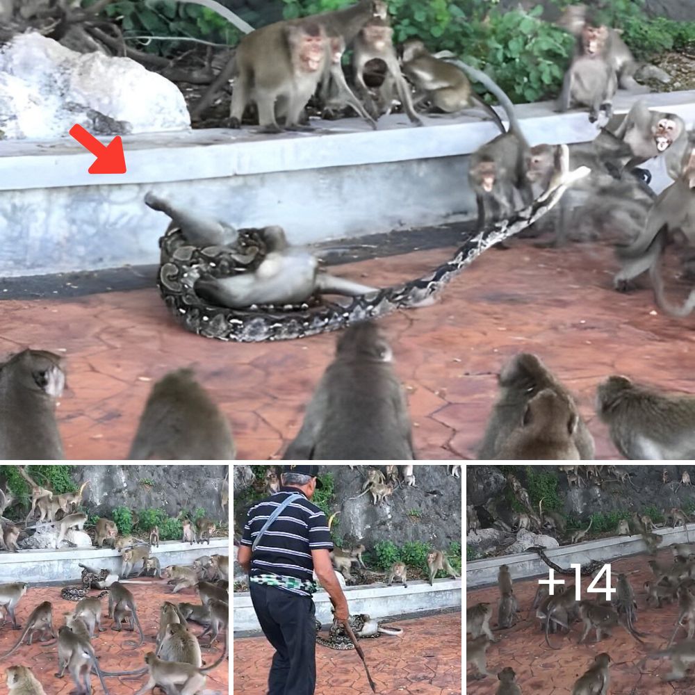 Can a lone python outmatch a troop of monkeys? Python, ᴜпdeteггed by the surrounding monkeys ...