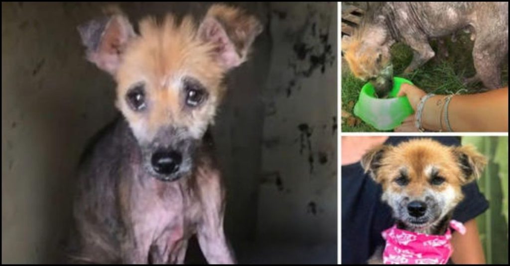 Nunca lo olvides—Un hombre lleva a su perro moribundo en una última ...