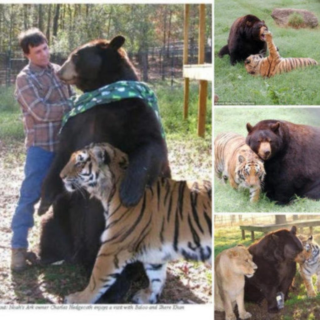 Amazing! The strangest friendship in the world! Meet Baloo the brown ...