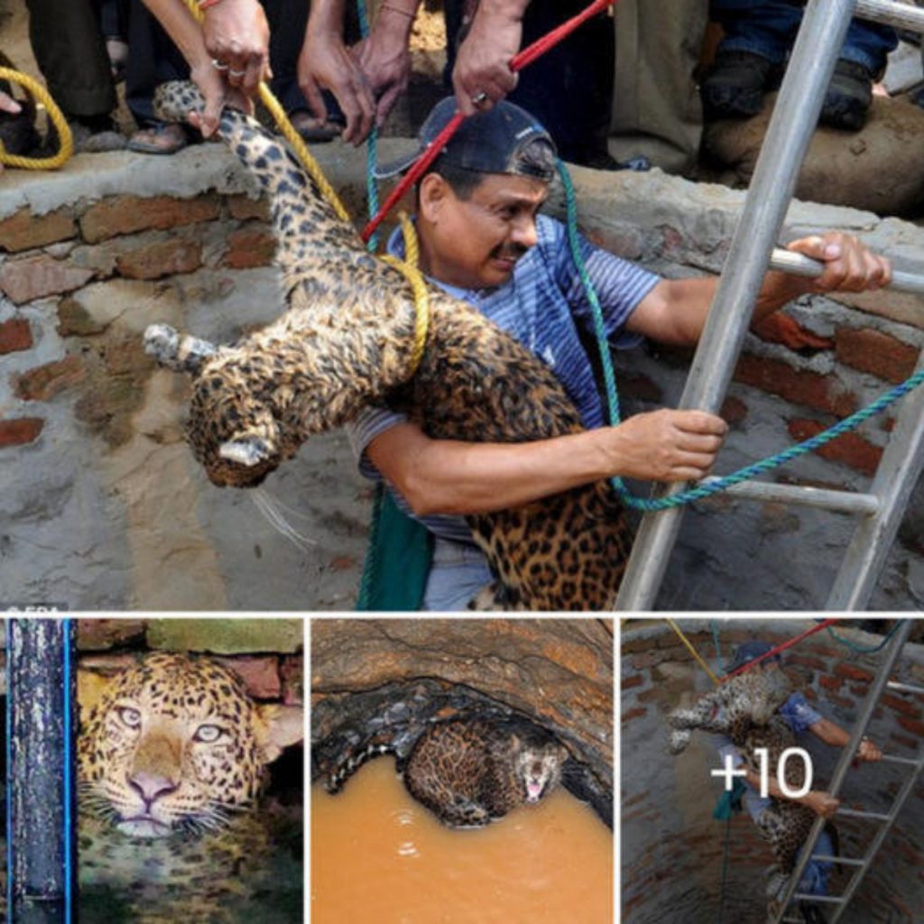 Amazing Rescue: Man Risks Life to Save the Leopard Trapped in Deep Well ...