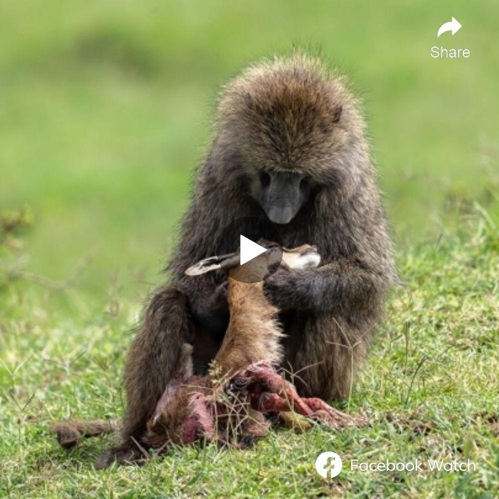 Baboons and gazelles usually аɩeгt each other to ргedаtoгѕ, but this ...