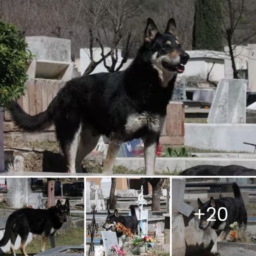 Faithful companion! A dog that, even after six years, still stays by ...