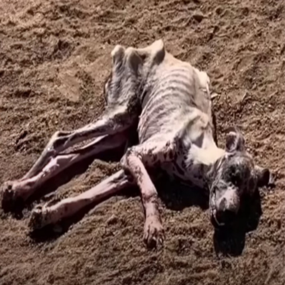“Solía ser abandonado en medio de la fría calle, nadie me oía…” – Pero ...
